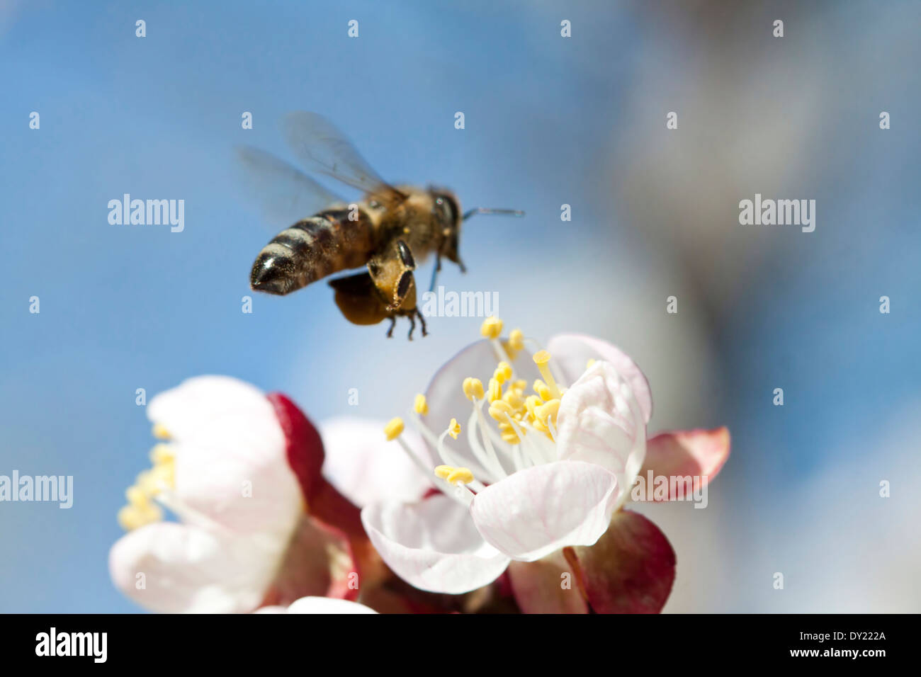 Honey bee enjoying peach blossom on a lovely spring day Stock Photo - Alamy