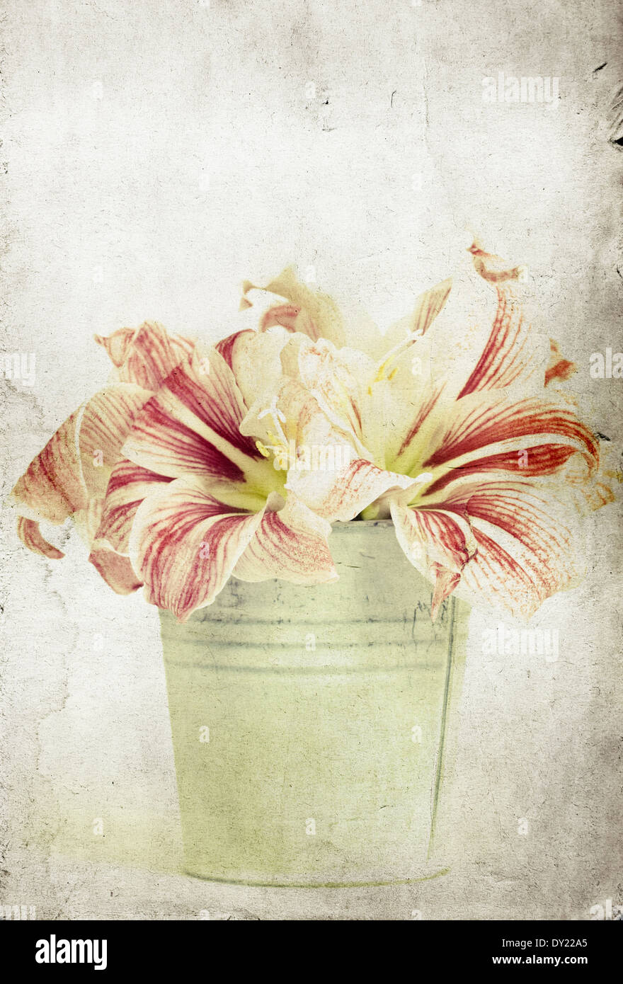 Lily bucket hi-res stock photography and images - Alamy