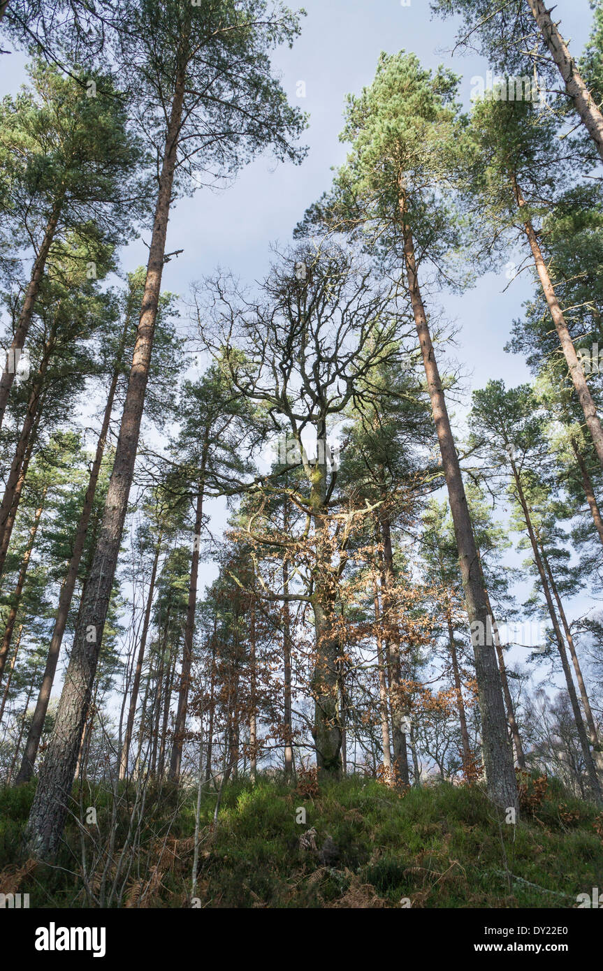 Trees and scotland hi-res stock photography and images - Alamy
