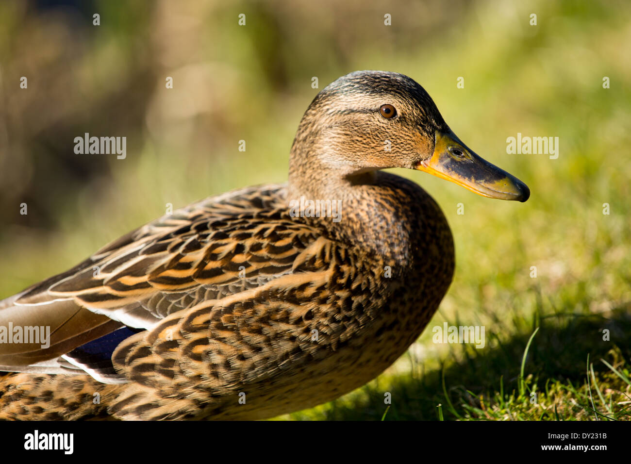 Close up picture of a female duck Stock Photo - Alamy