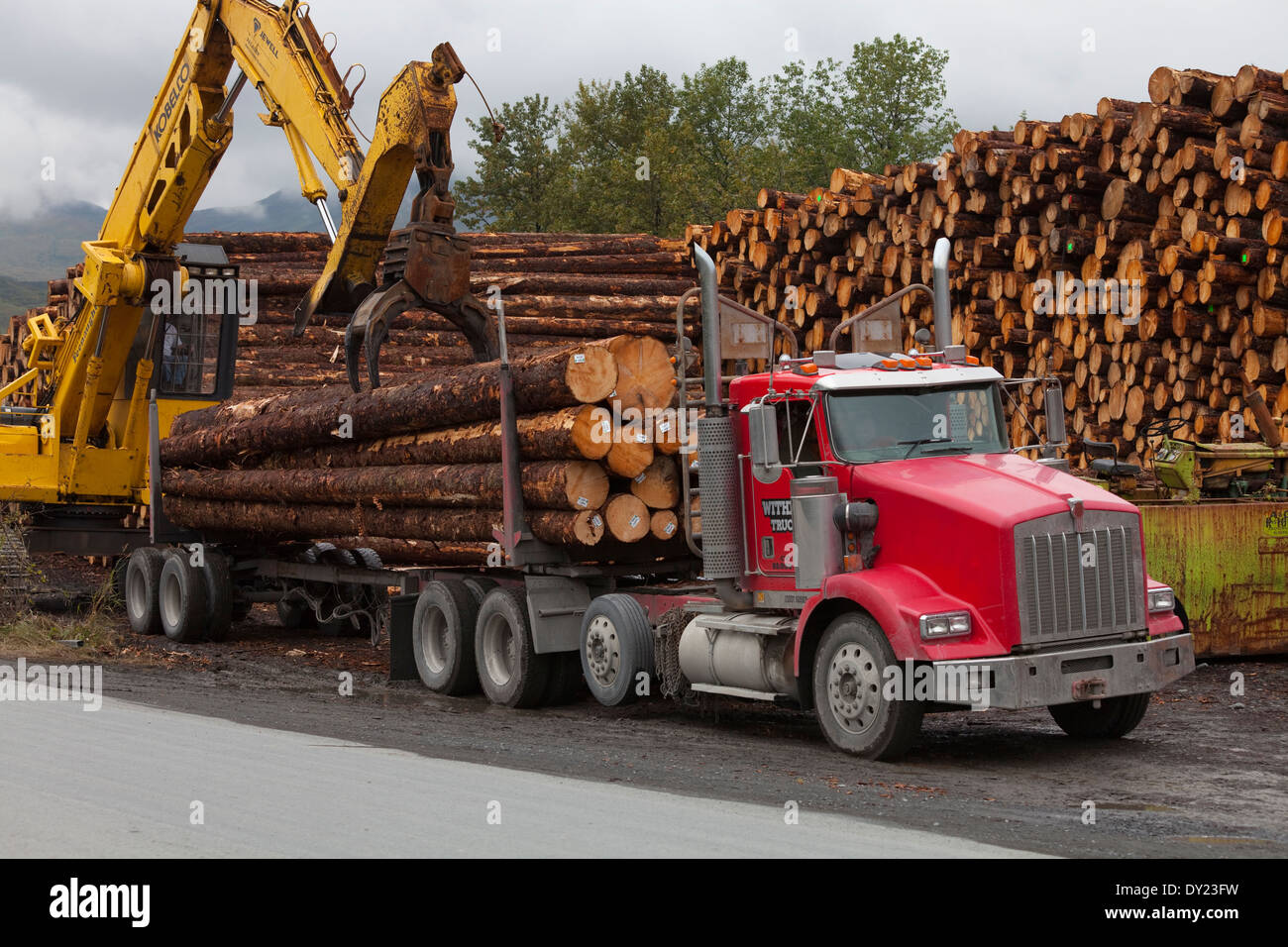 Forwarder Loading Sitka Spruce Logs Harvested At Chiniak Onto A Logging ...