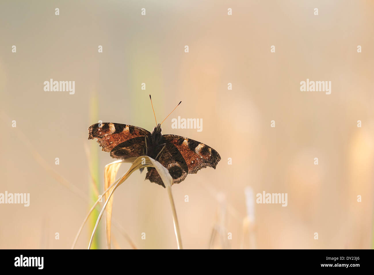 Butterfly resting hi-res stock photography and images - Alamy