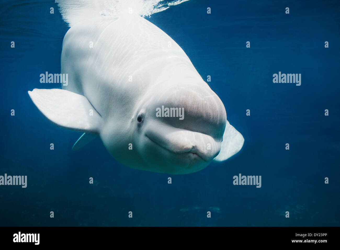 Front View Of The Head And Face Of A Beluga Whale Looking Through The Observation Glass At The ...