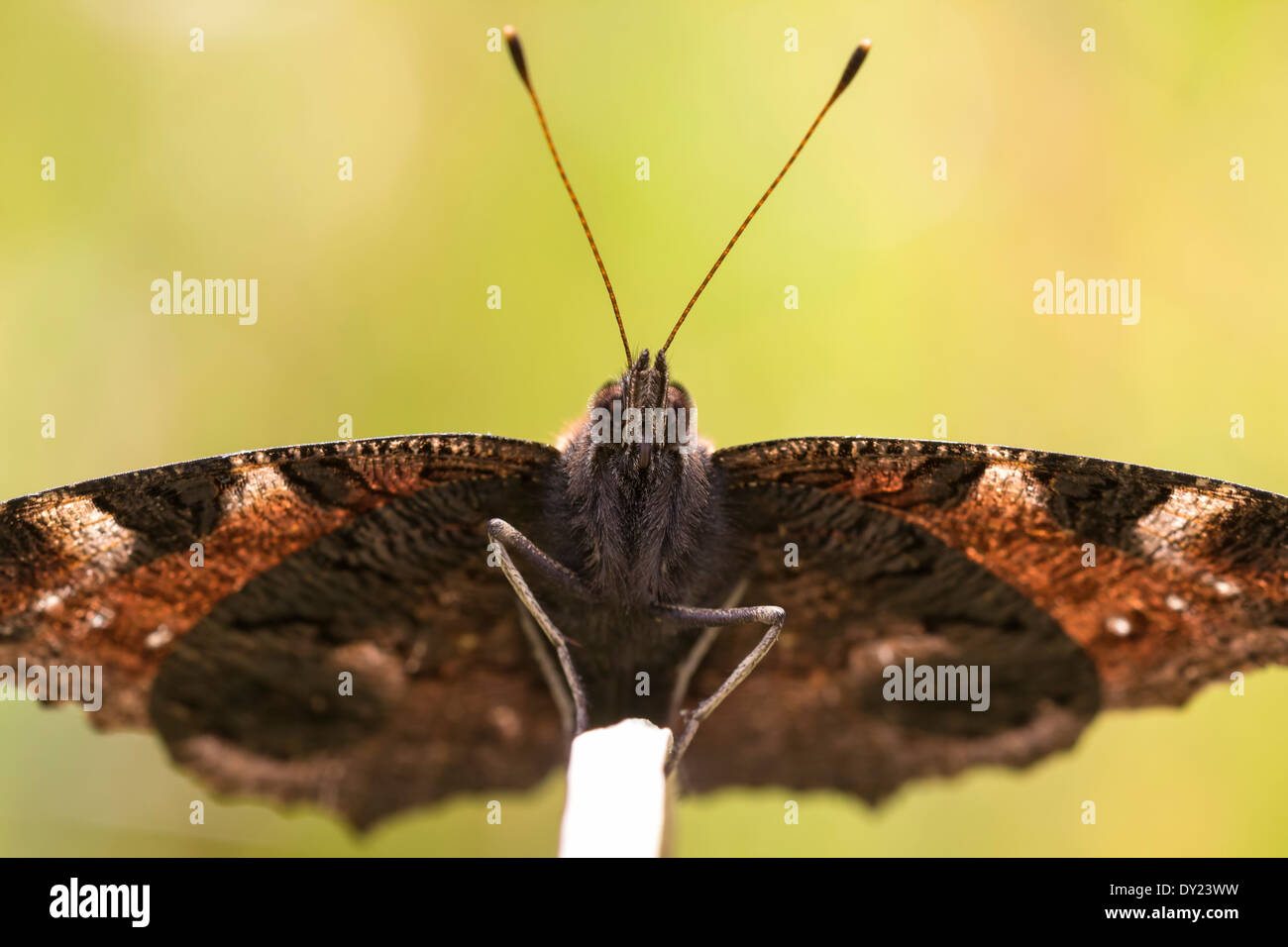 Front view of butterfly hi-res stock photography and images - Alamy