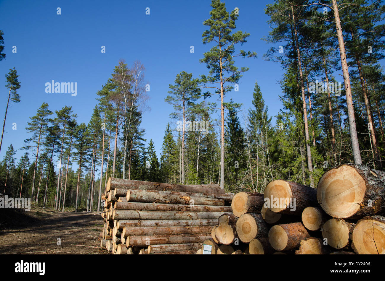 Softwood forest hi-res stock photography and images - Alamy