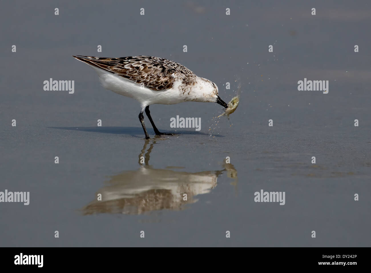 Sandpiper Digging into Shell on the beach Stock Photo - Alamy