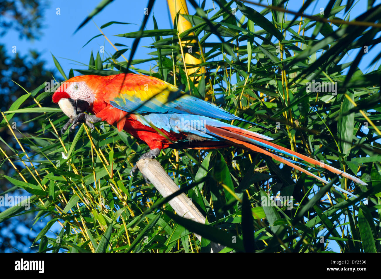 Macaw amazon rainforest brazil hi-res stock photography and images - Alamy