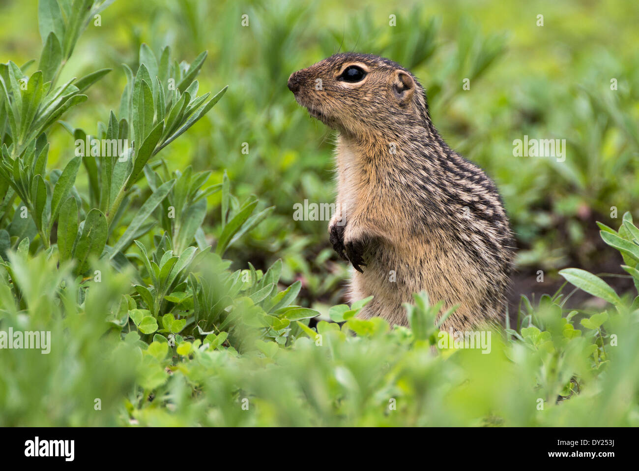 A wild thirteen lined ground squirrel stands attentively at the ...