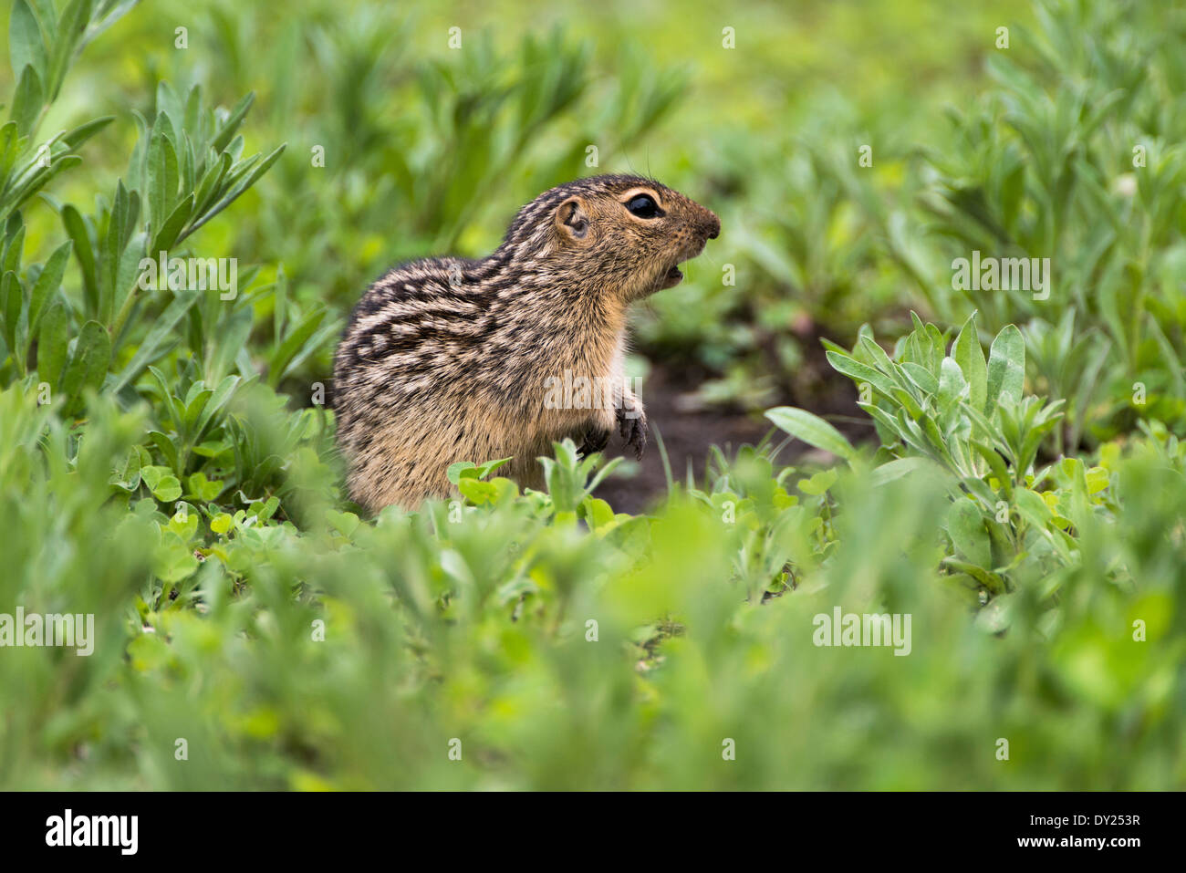 Thirteen lined ground squirrel hi-res stock photography and images - Alamy