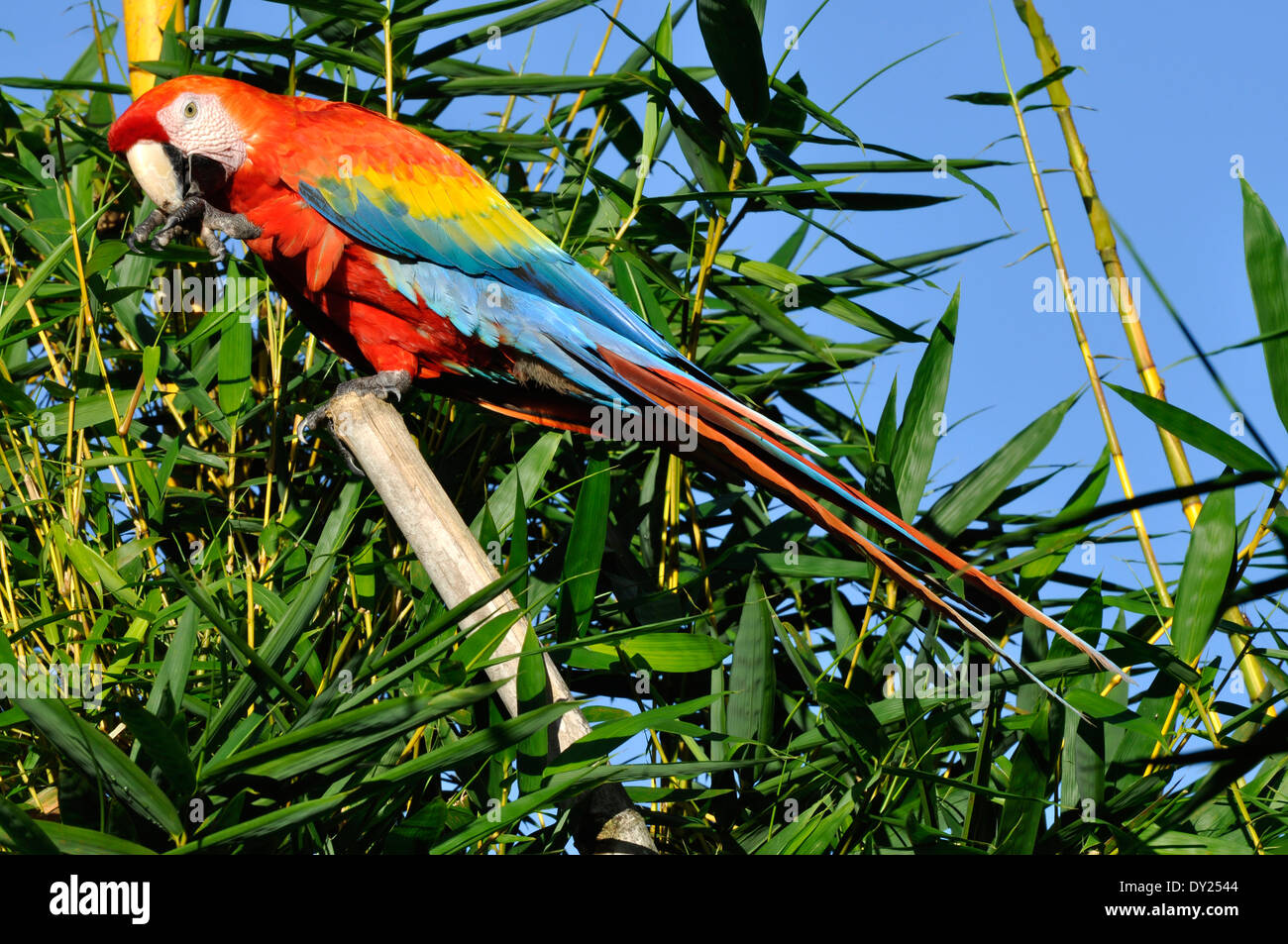 Amazonian Macaw - Ara ararauna in front of a blue sky Stock Photo - Alamy