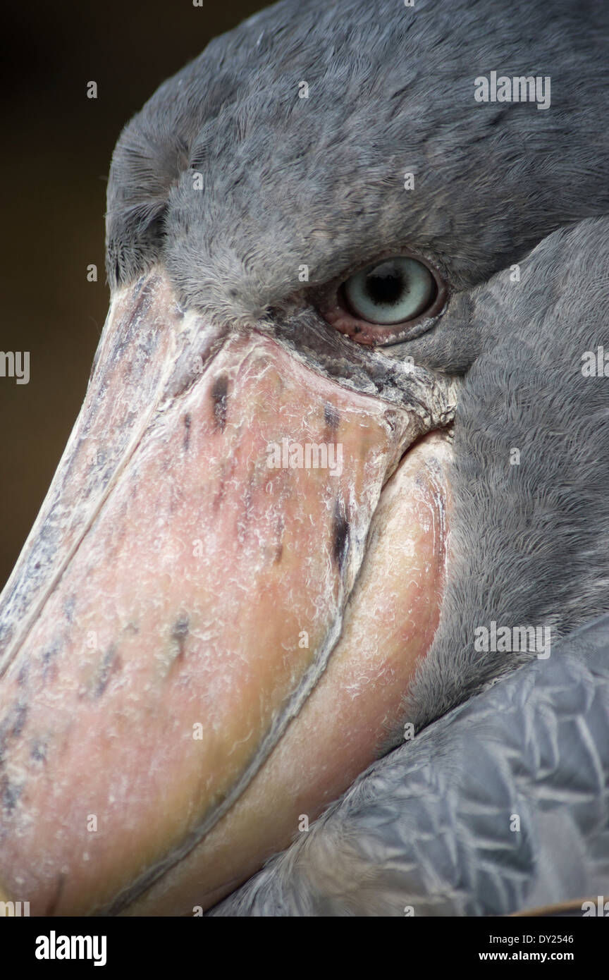 Shoebill, Balaeniceps rex African bird at Ueno Zoo, Tokyo, Japan Stock ...