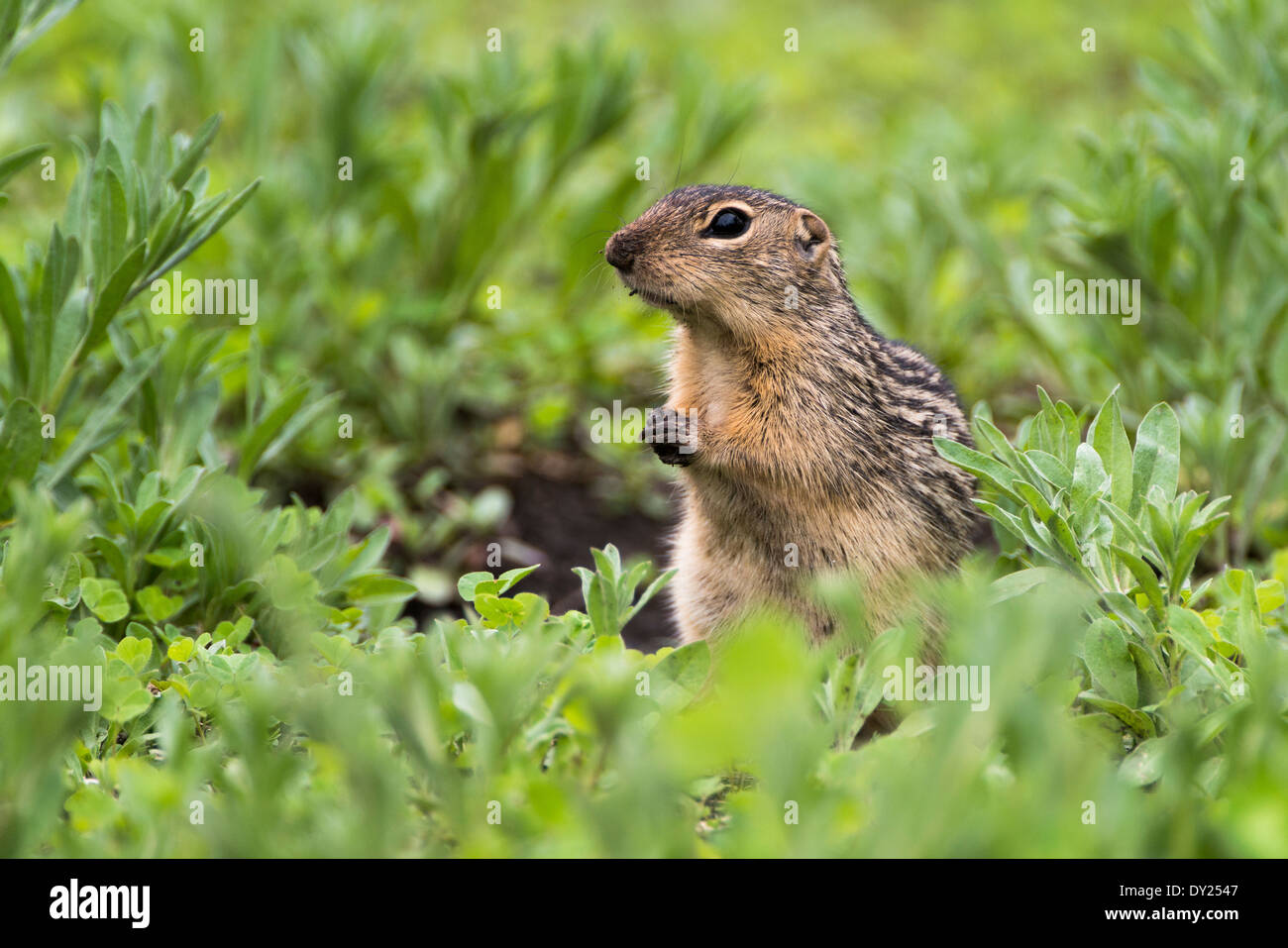Thirteen lined striped gopher hi-res stock photography and images - Alamy
