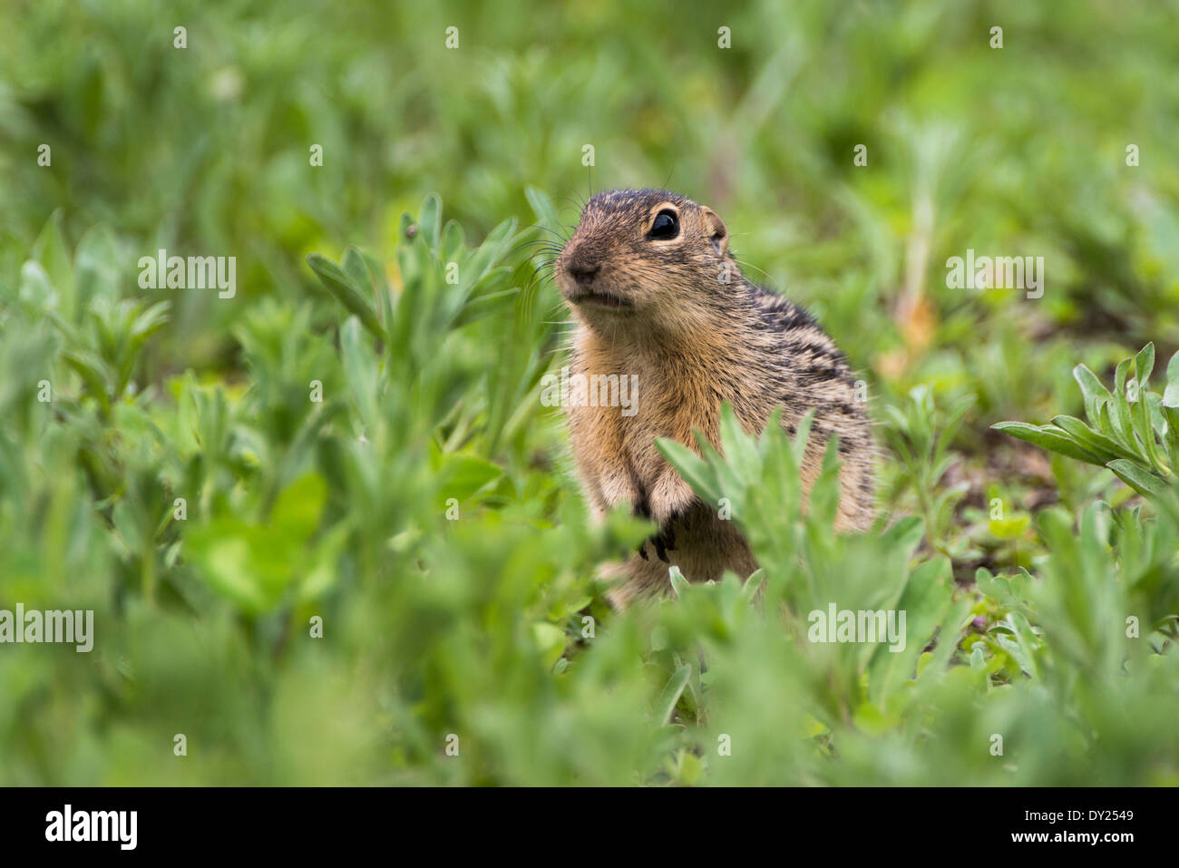 Thirteen lined ground squirrel hi-res stock photography and images - Alamy