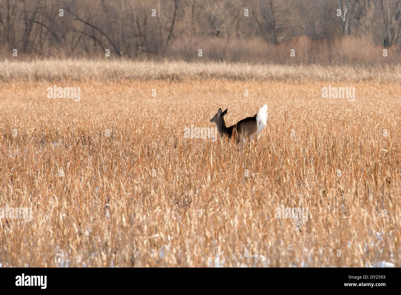 Running deer hi-res stock photography and images - Alamy