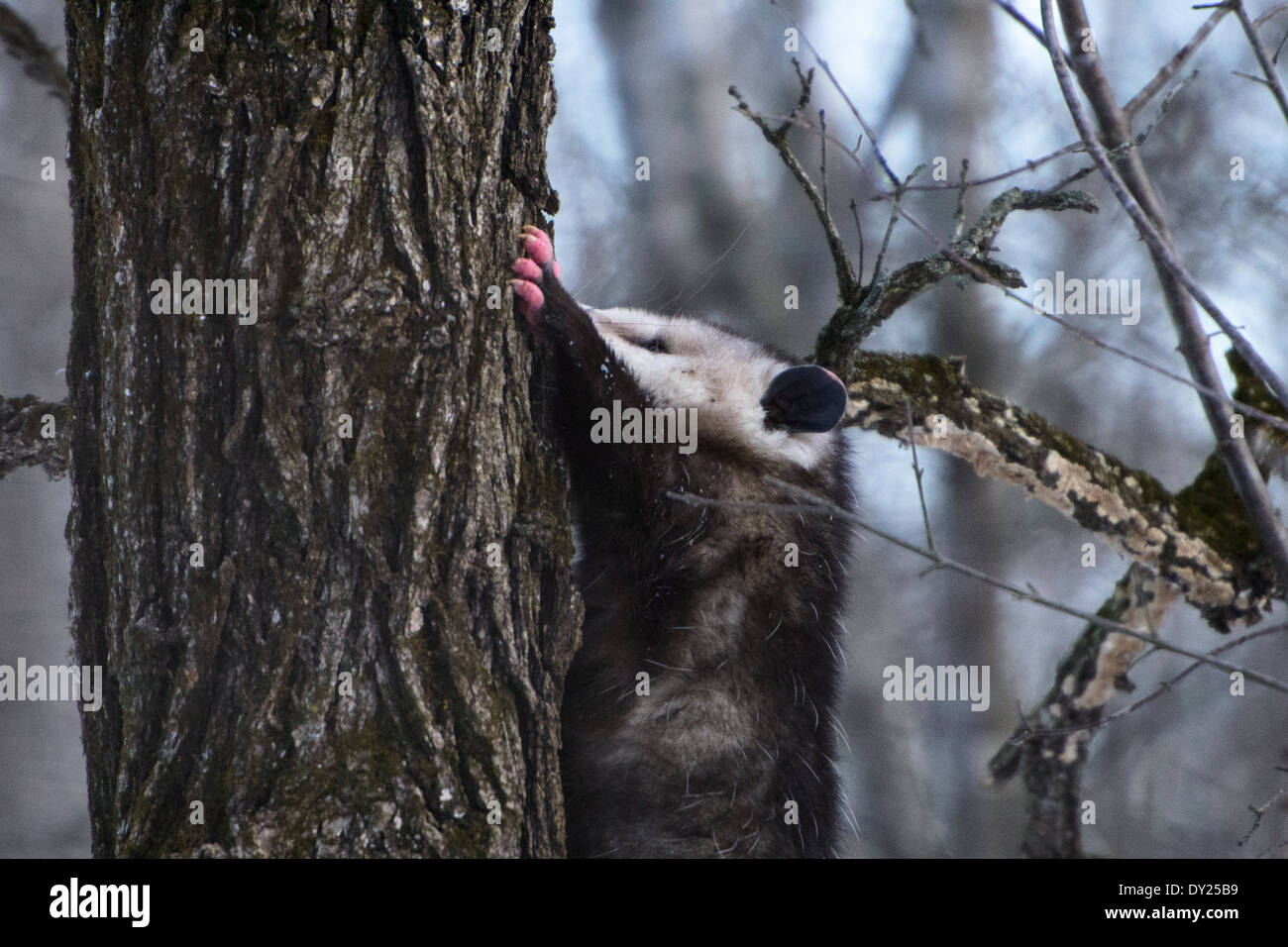 Wild Virginia Opossum, Didelphis virginiana climbing a tree Stock Photo ...