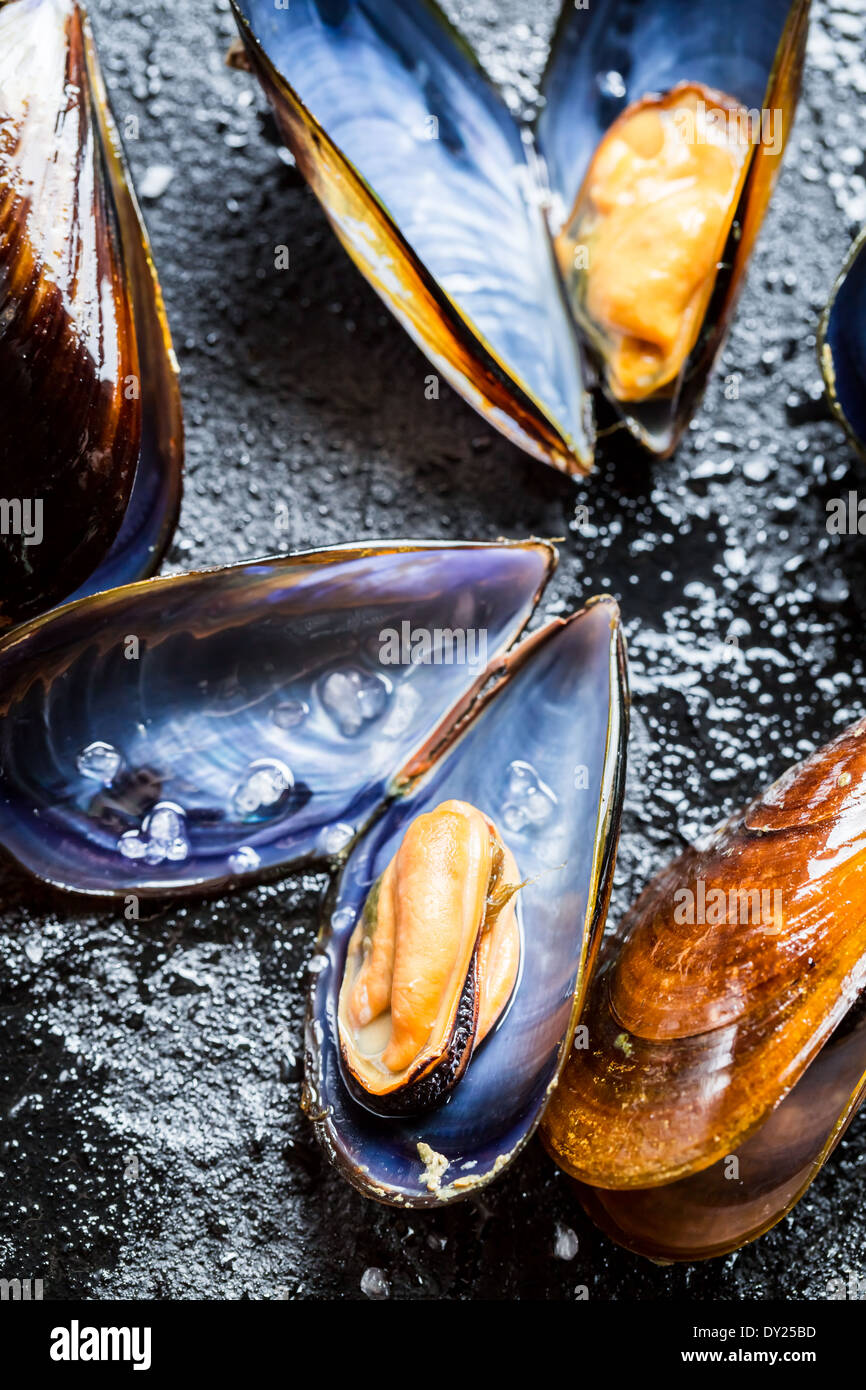 Freshwater clam mussel shell hi-res stock photography and images - Alamy