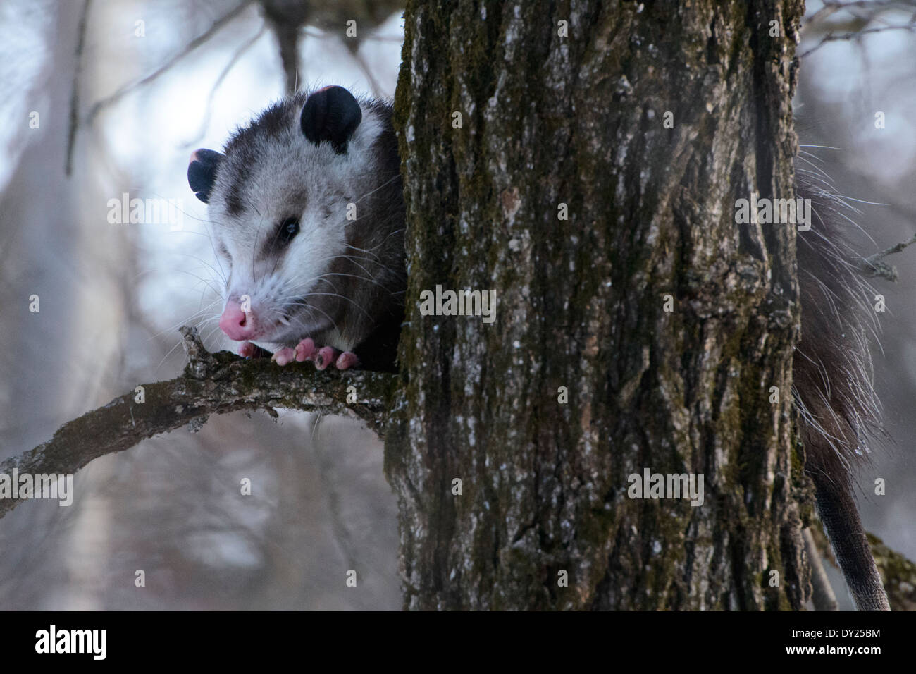 Wild Virginia Opossum, Didelphis virginiana in a tree Stock Photo - Alamy