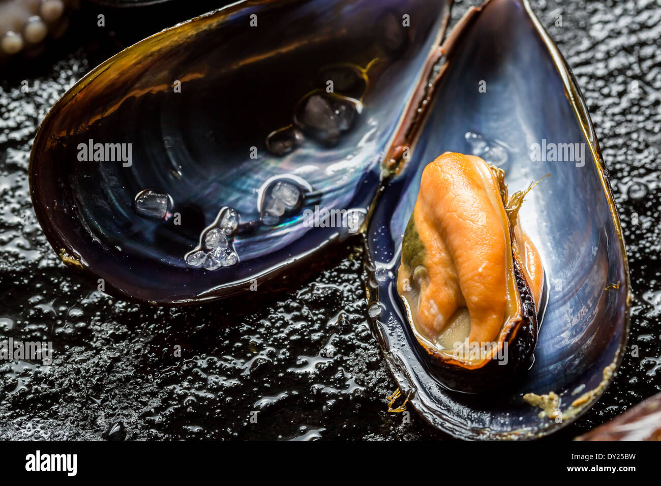 Freshwater clam mussel shell hi-res stock photography and images - Alamy
