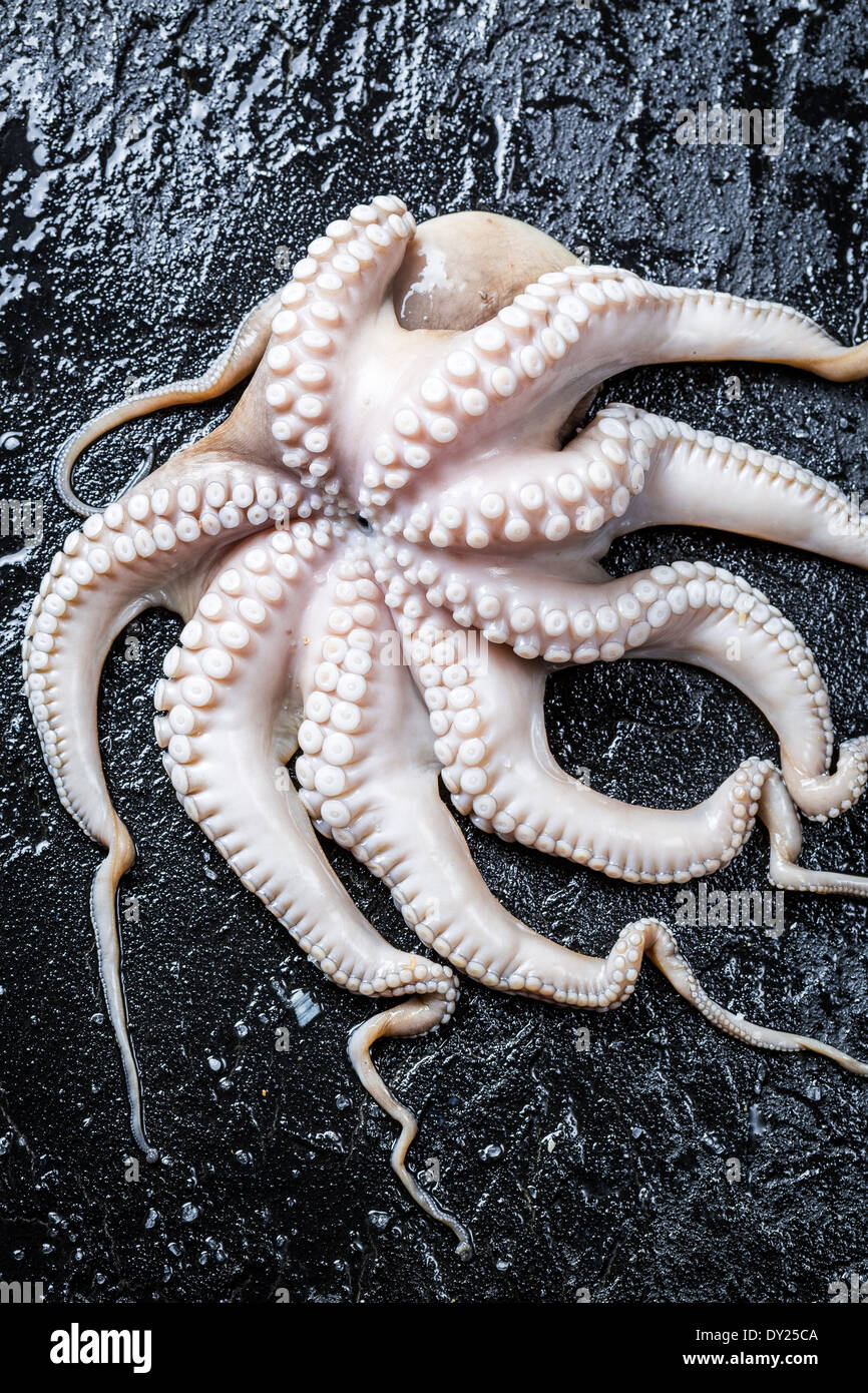 Little Octopus Climbing Over A Rock