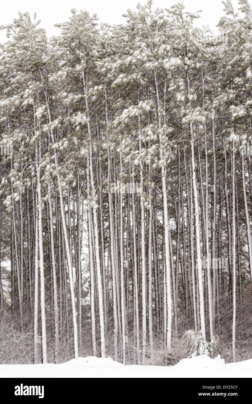 Spring storm vertical hi-res stock photography and images - Alamy