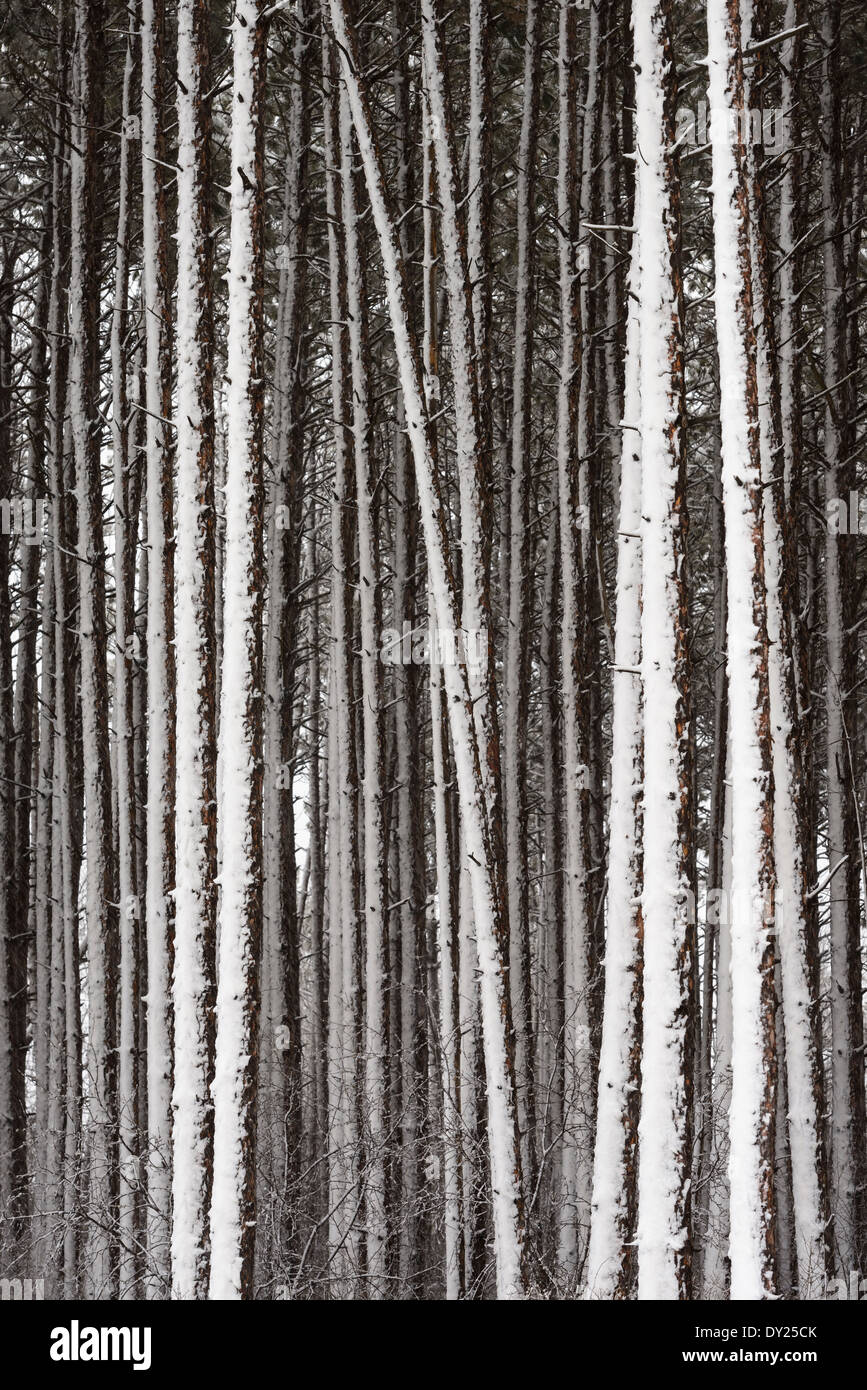 Snowfall in spring forest hi-res stock photography and images - Alamy