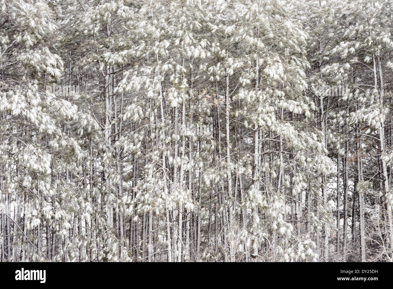 Spring woods minnesota hi-res stock photography and images - Alamy