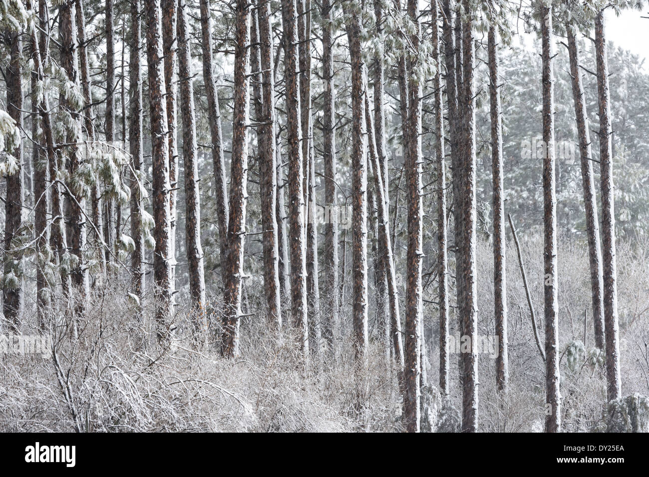 Minnesota spring storm hi-res stock photography and images - Alamy