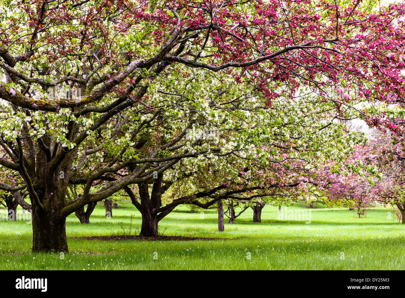 University of minnesota landscape arboretum hi-res stock photography ...