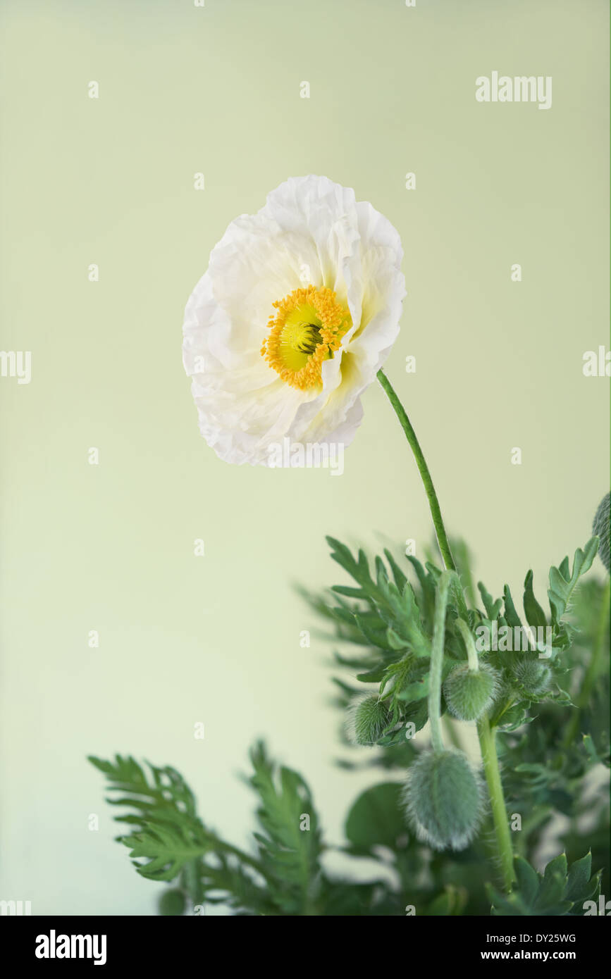 White poppy hi-res stock photography and images - Alamy