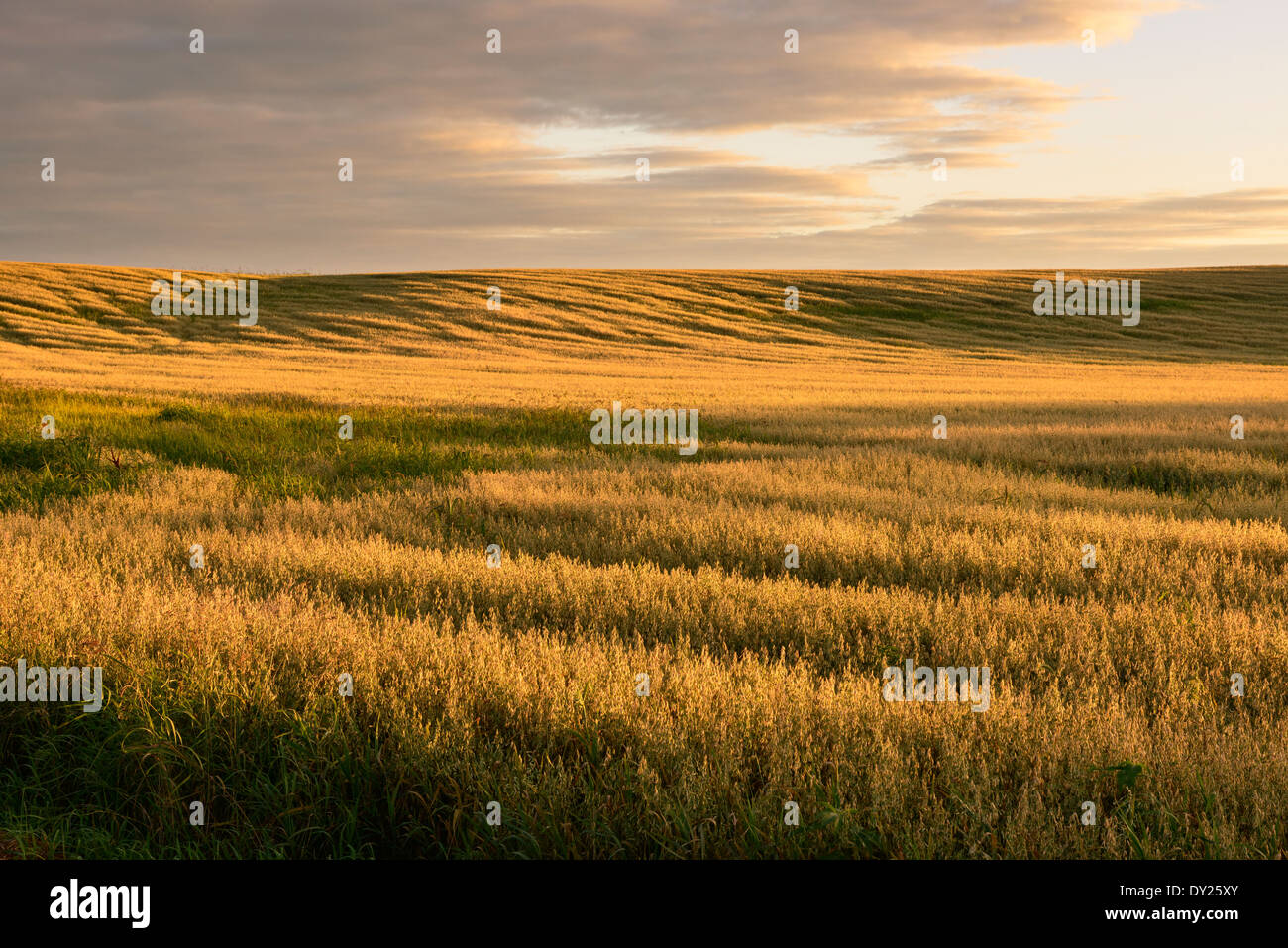 Field at sunset Stock Photo - Alamy