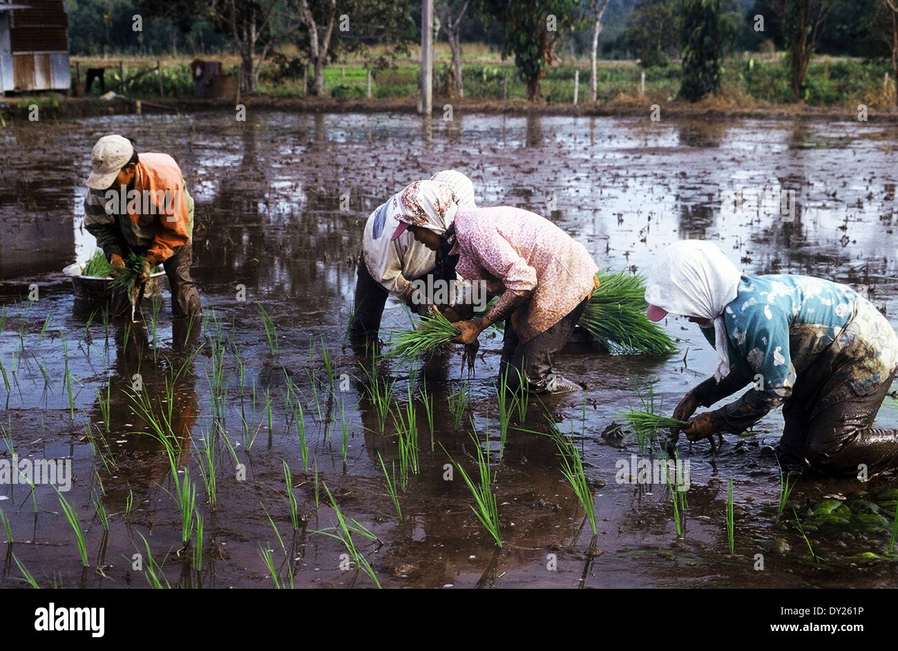 Transplanting Bario rice seedlings in the paddy fields of the Kelabit ...
