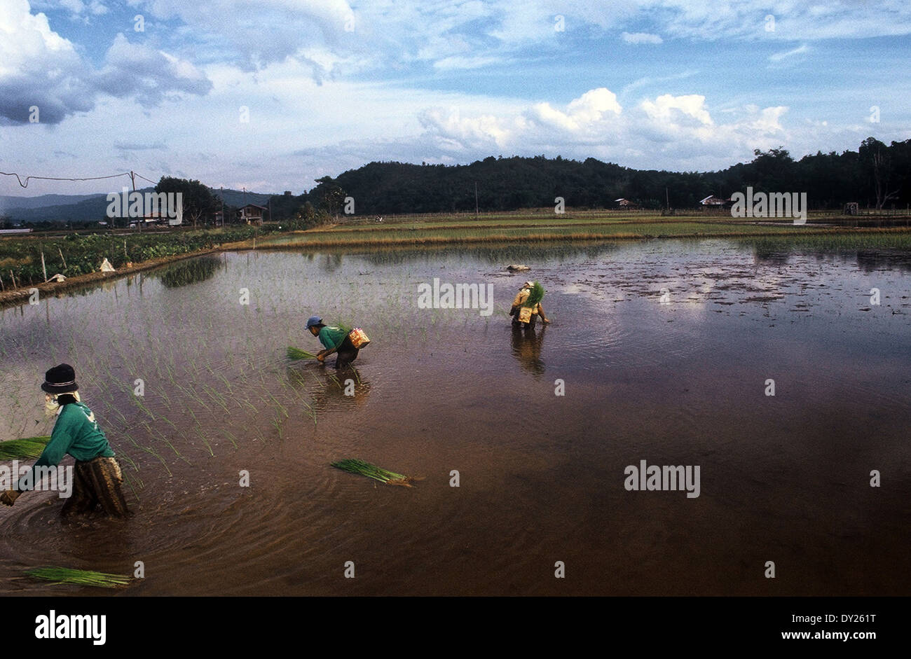 Transplanting Bario rice seedlings in the paddy fields of the Kelabit ...