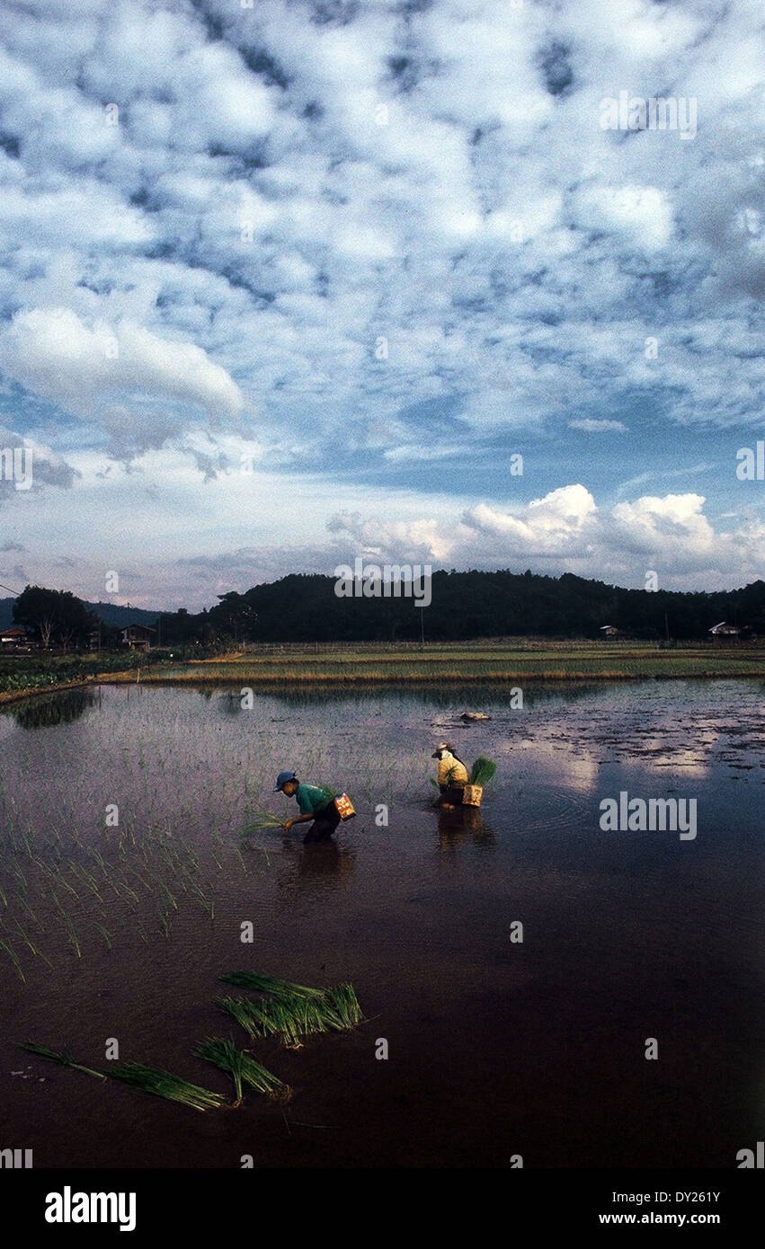 Transplanting Bario rice seedlings in the paddy fields of the Kelabit ...