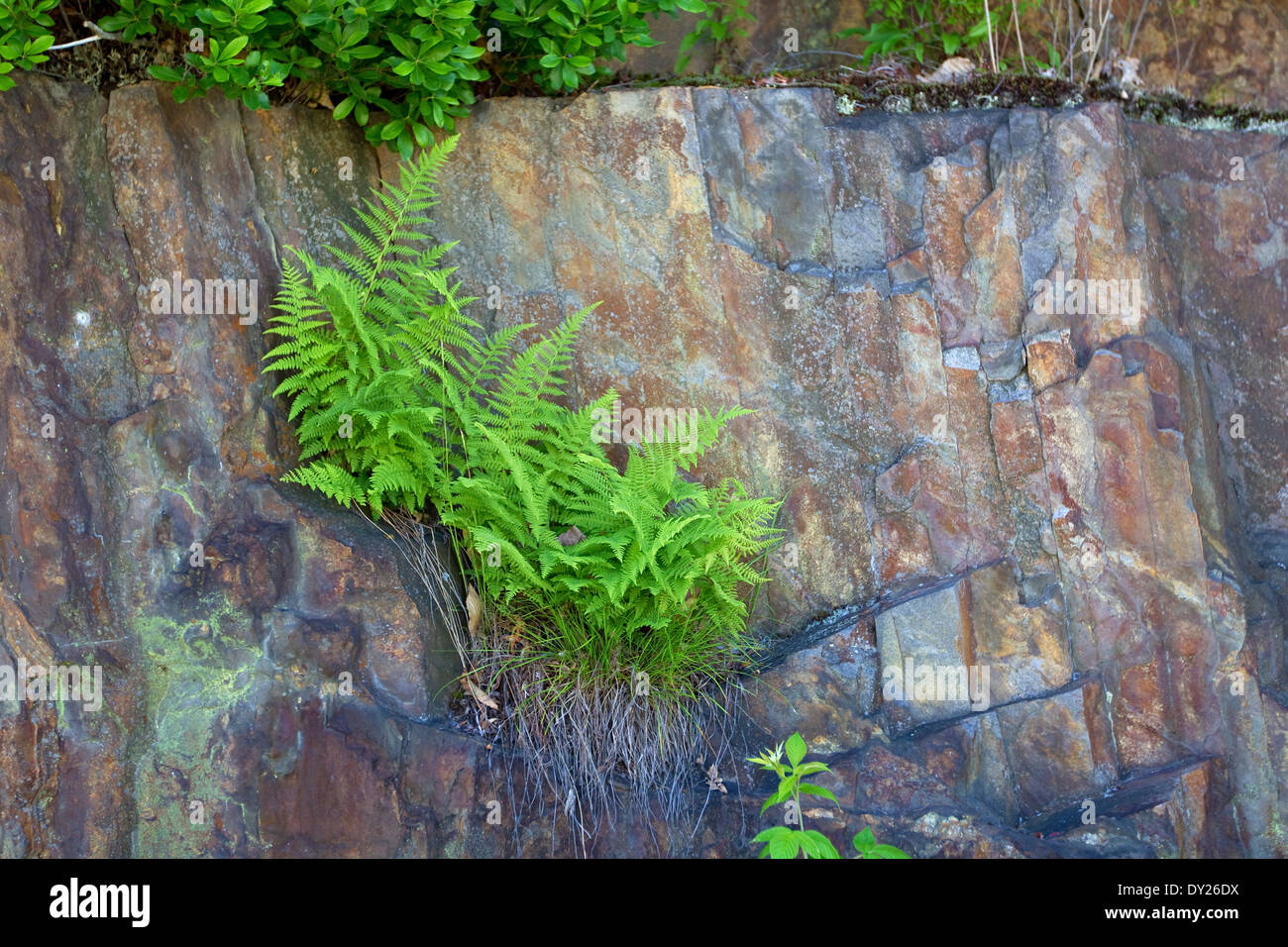 Grow ferns hi-res stock photography and images - Alamy