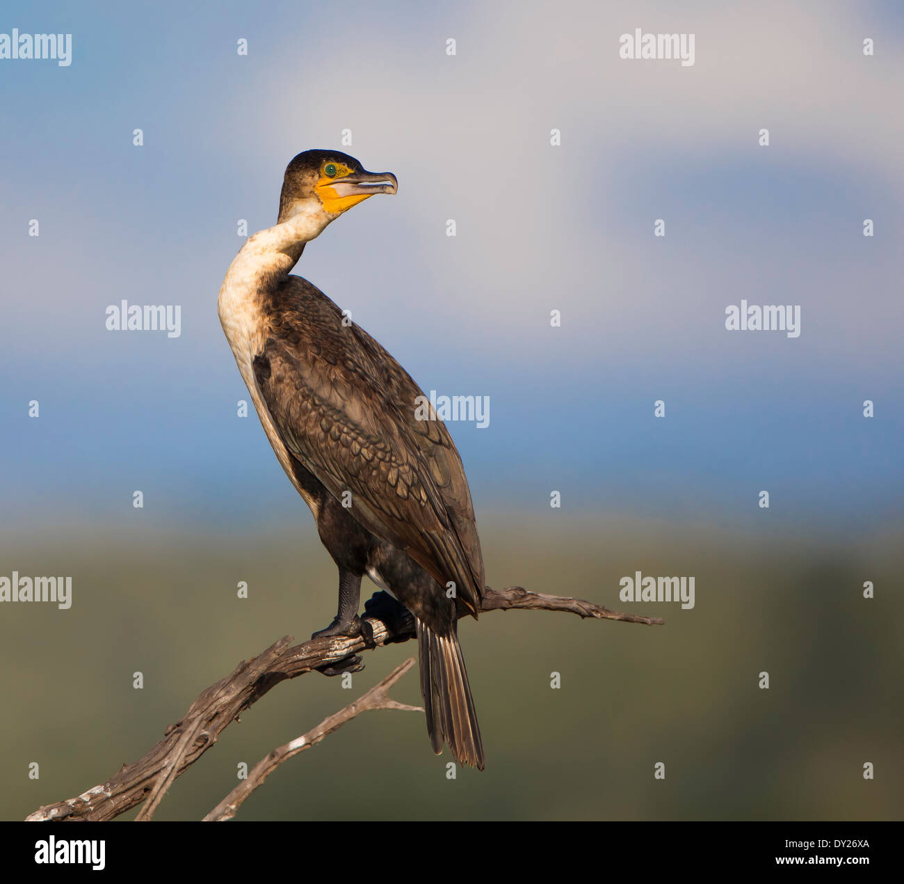 cormorant sitting on branch at mankwe dam Stock Photo - Alamy