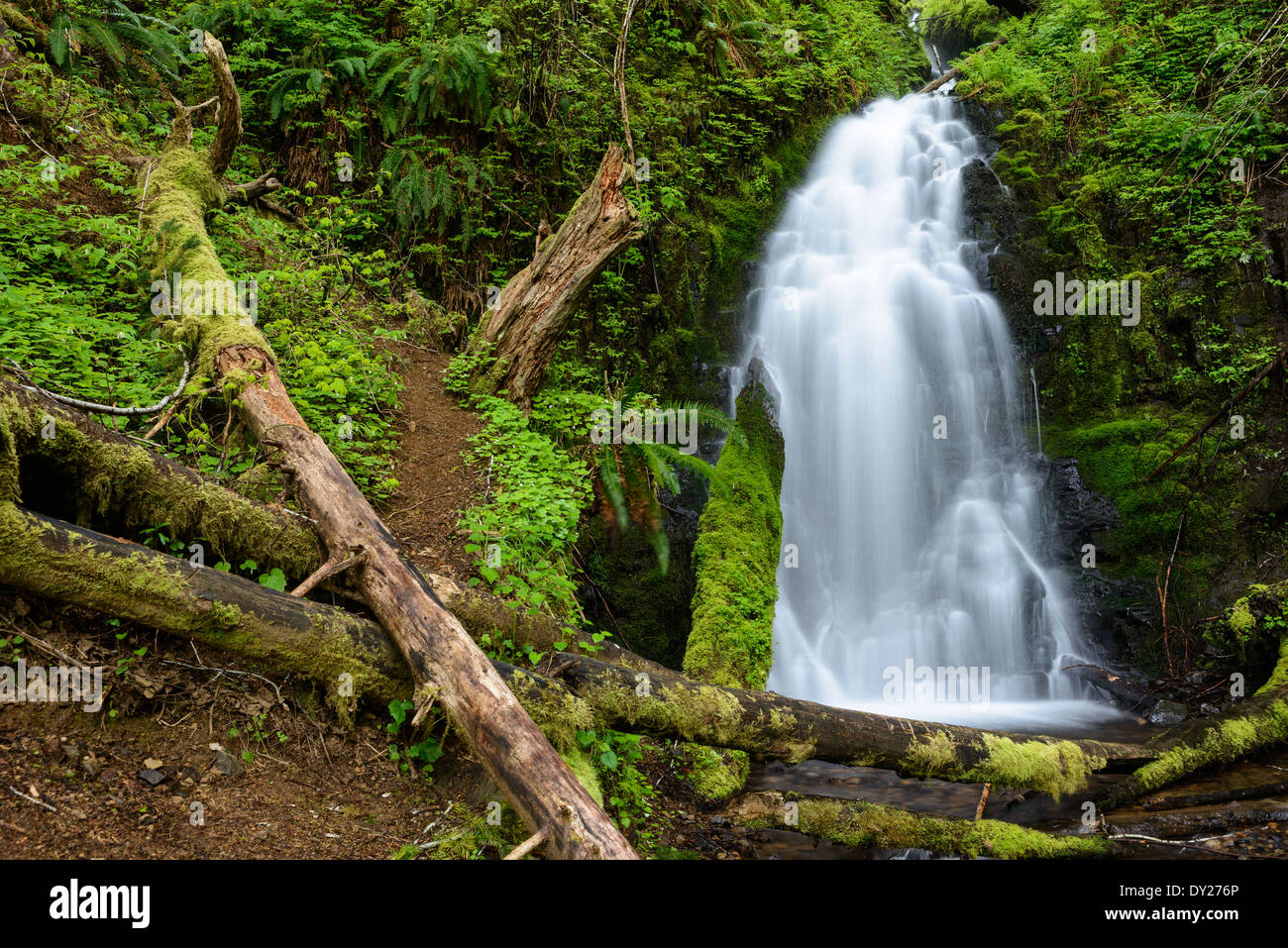 Tillamook forest hi-res stock photography and images - Alamy