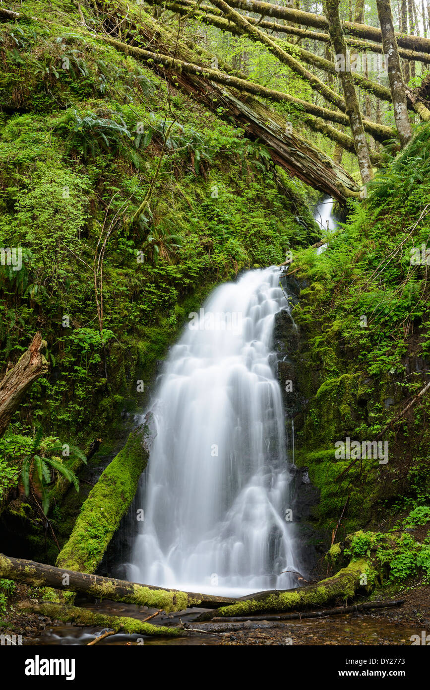 Fern Creek Falls in Tillamook County, Oregon Stock Photo - Alamy