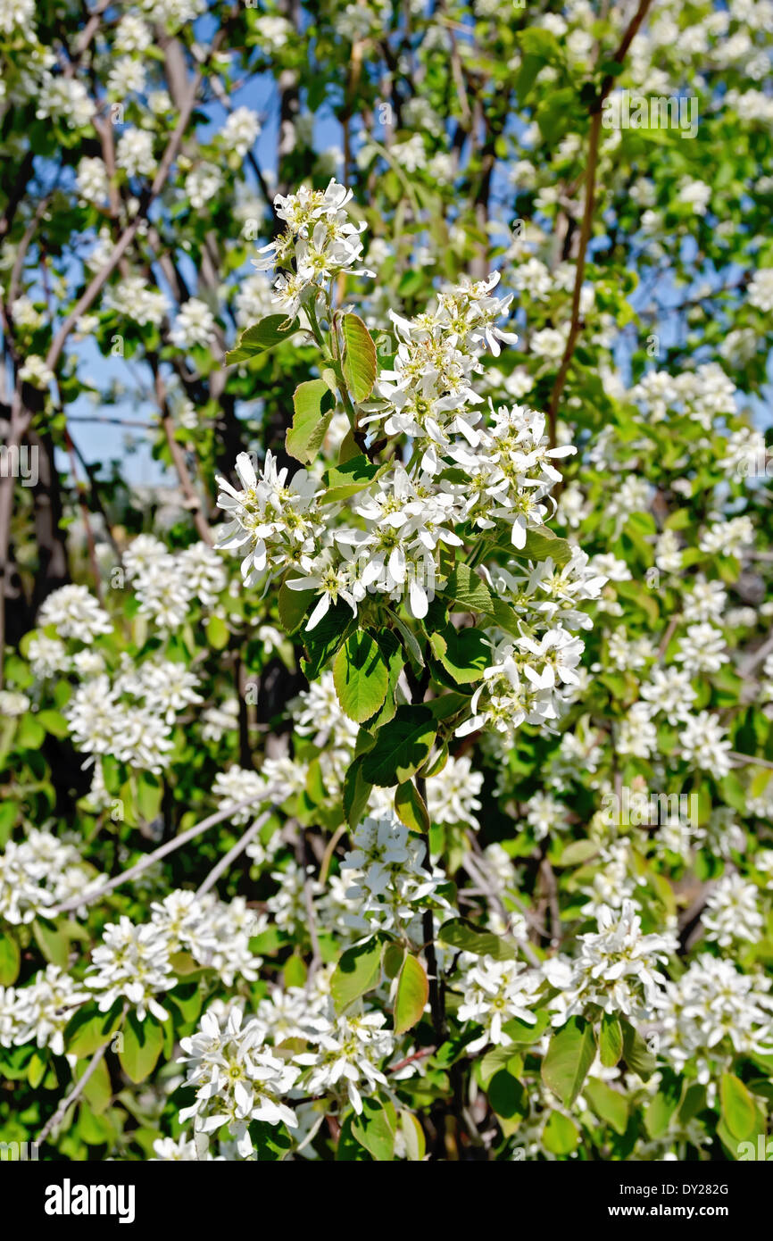 Shadberry High Resolution Stock Photography and Images - Alamy