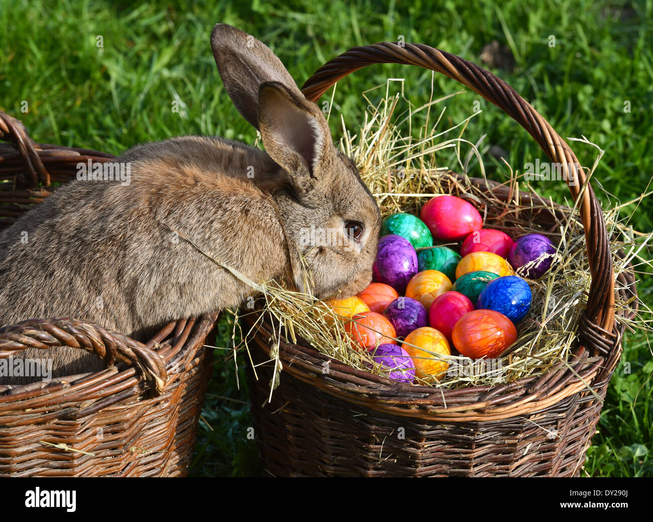 ILLUSTRATION - the illustrated picture shows a rabbit and a basket full ...