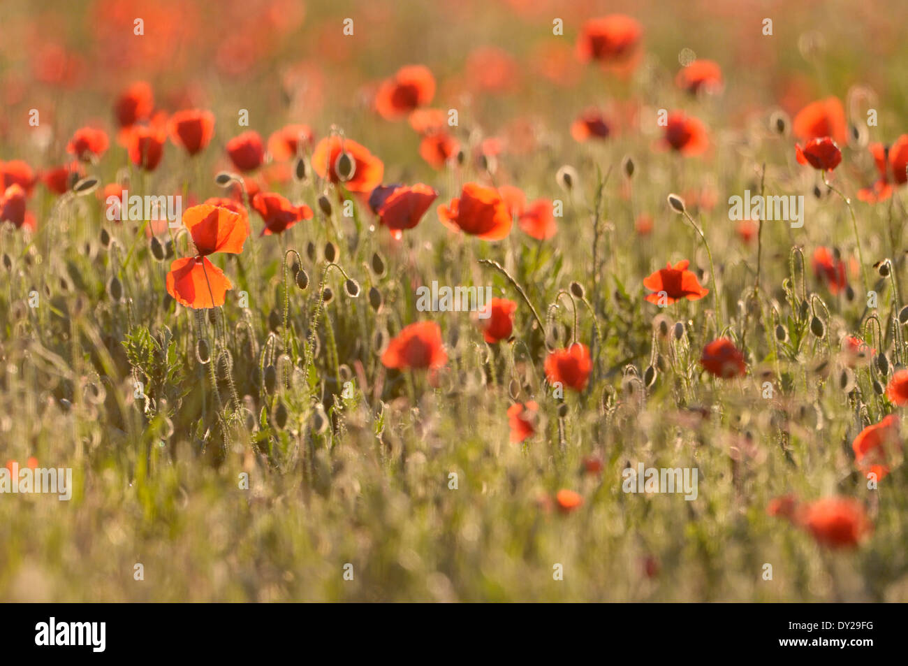 Field poppy mountain hi-res stock photography and images - Alamy