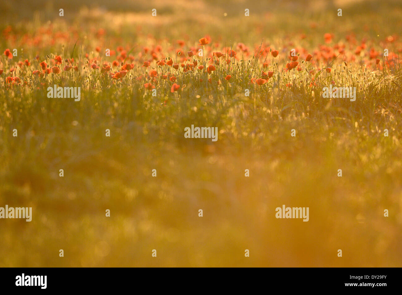Poppy field low angle hi-res stock photography and images - Alamy