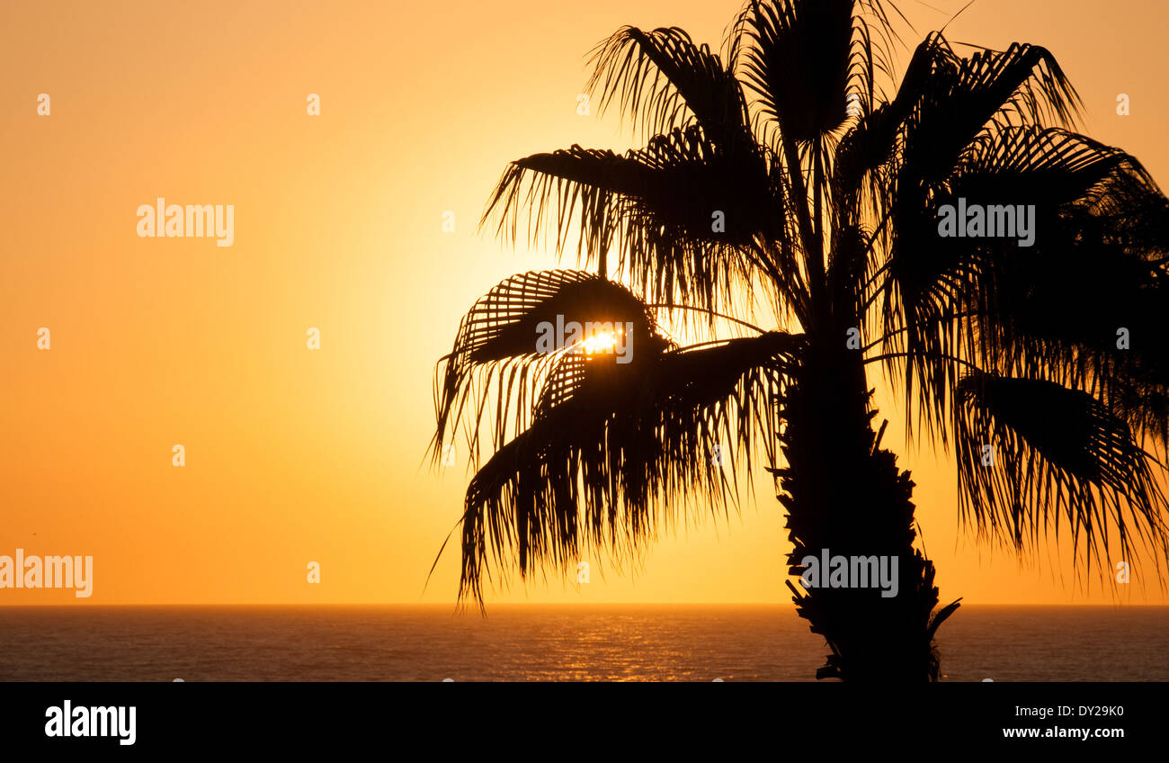 Beautiful sunset sky at the sea, palm tree Stock Photo - Alamy