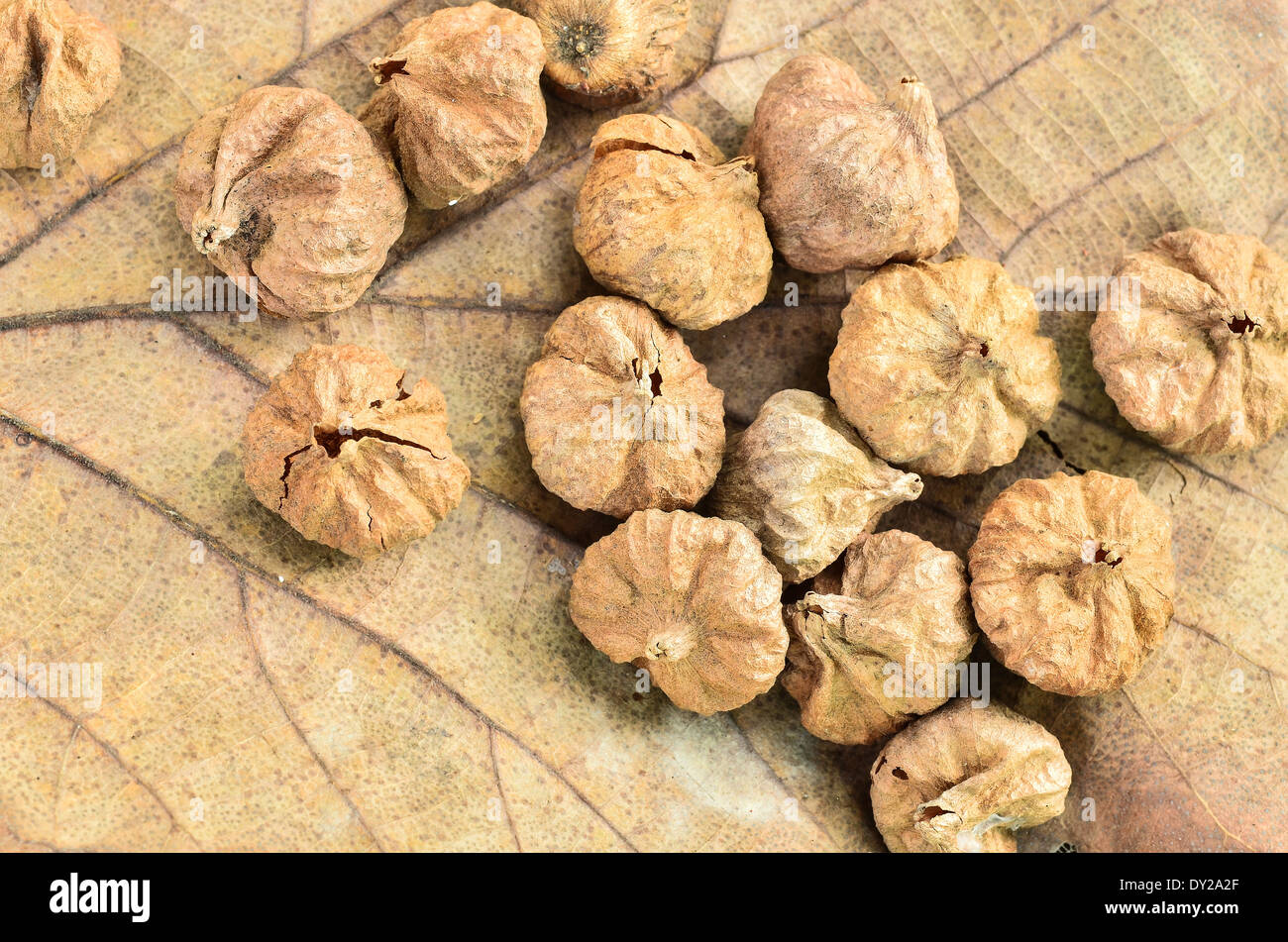 dry seed on dry leave Stock Photo - Alamy