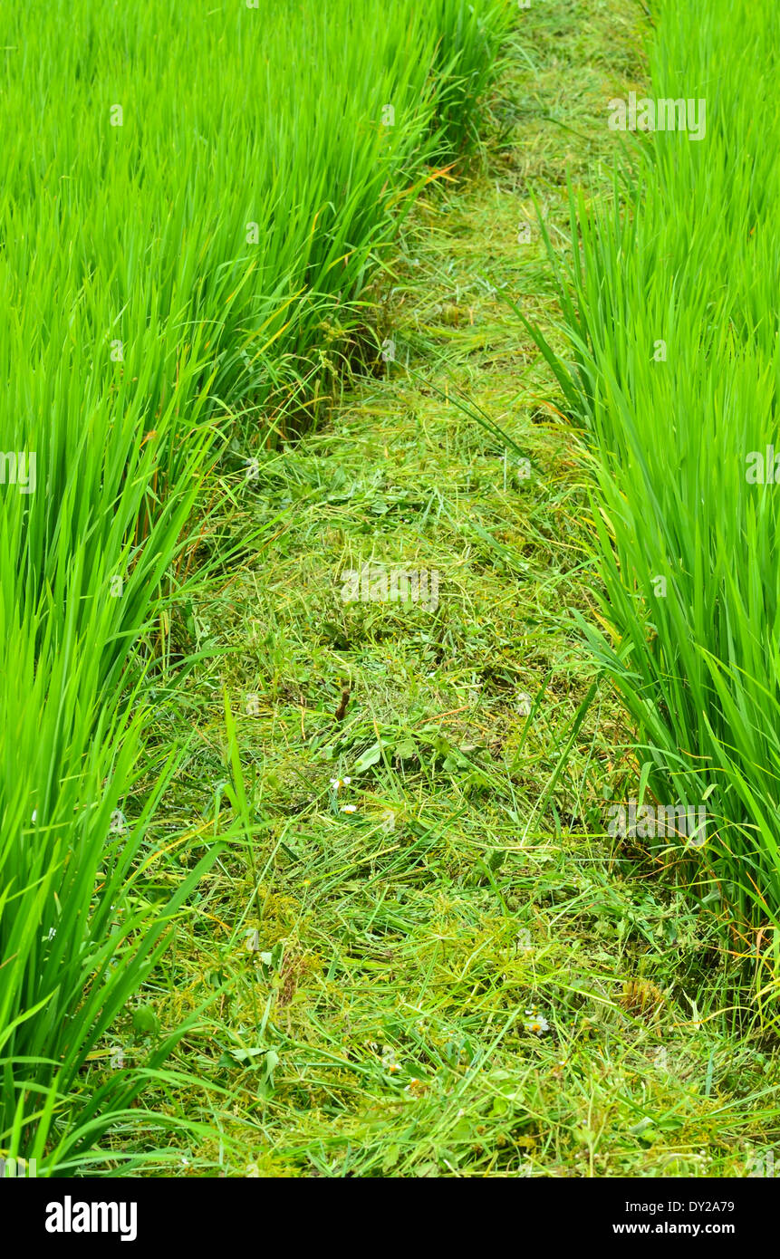 earthen dyke in rice farm or ridge in rice farm Stock Photo - Alamy