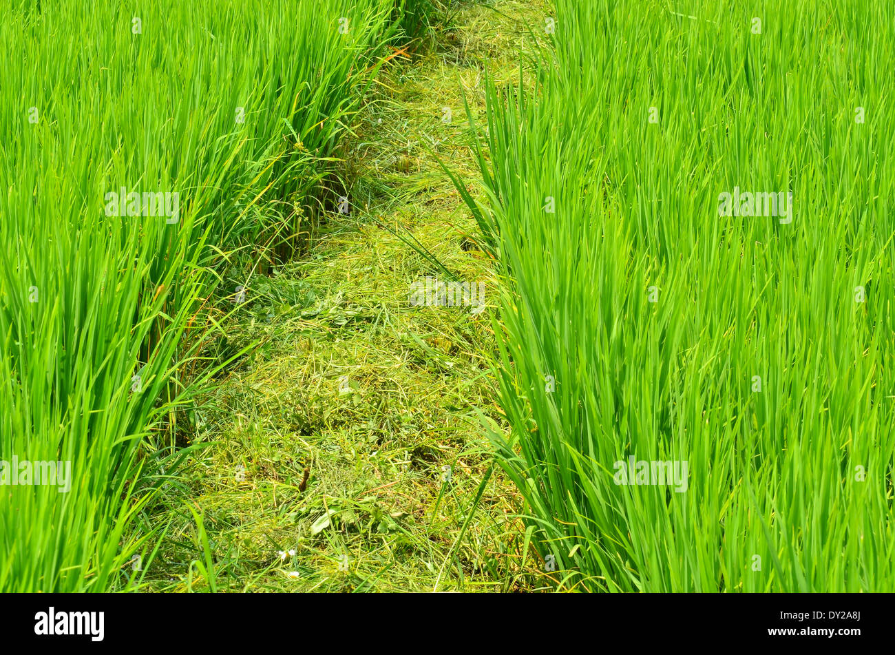 Rice green plant natural beauty farm hi-res stock photography and ...