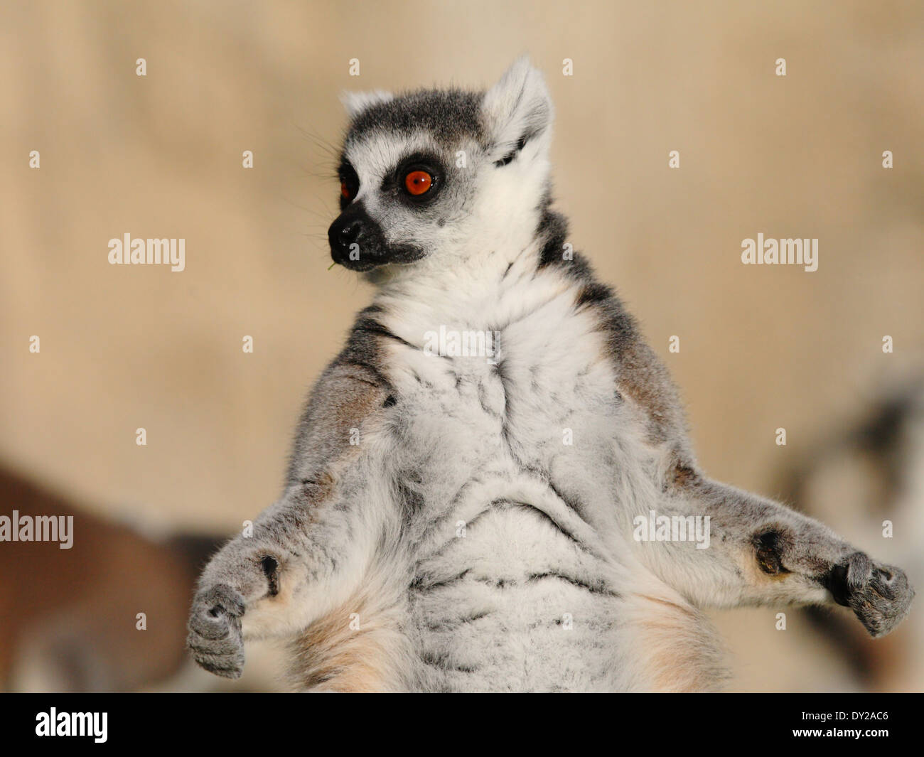 madagascar lemur having sun Stock Photo - Alamy