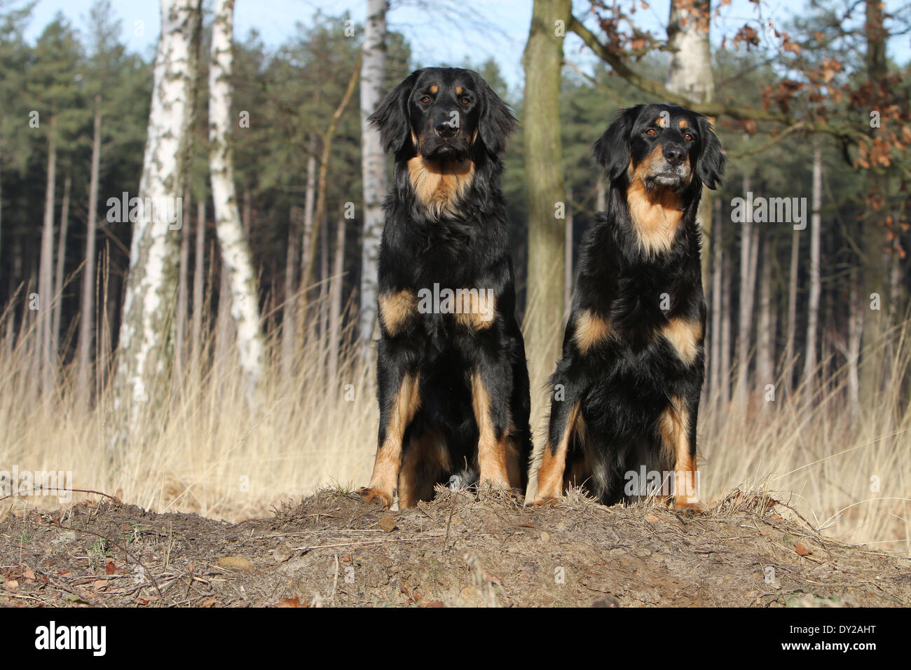 Attentive careful animals animal hi-res stock photography and images ...