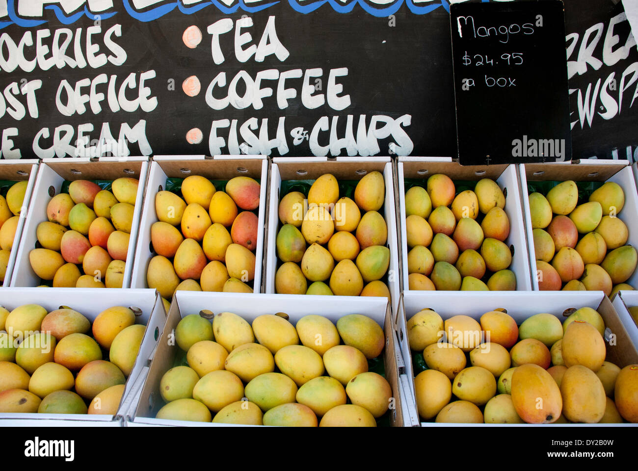 A display of ripe mangoes for sale in boxes, Sydney, Australia Stock ...