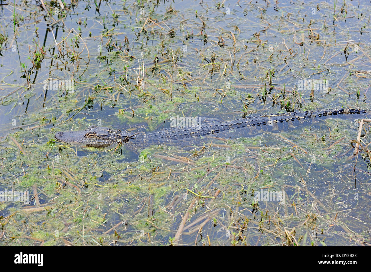 American alligators alligator mississippiensis High Resolution Stock ...