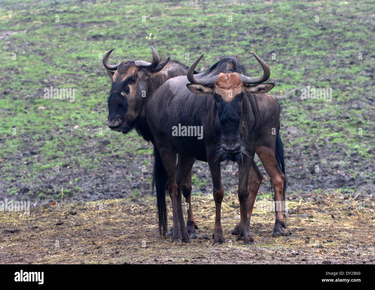 Gorgon taurinus hi-res stock photography and images - Alamy
